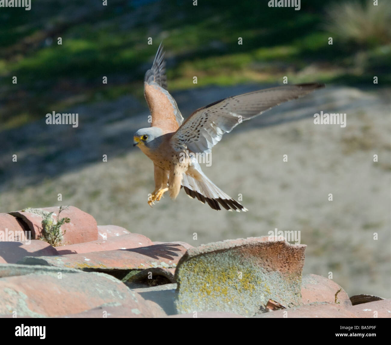 Male Lesser Kestrel High Resolution Stock Photography and Images - Alamy