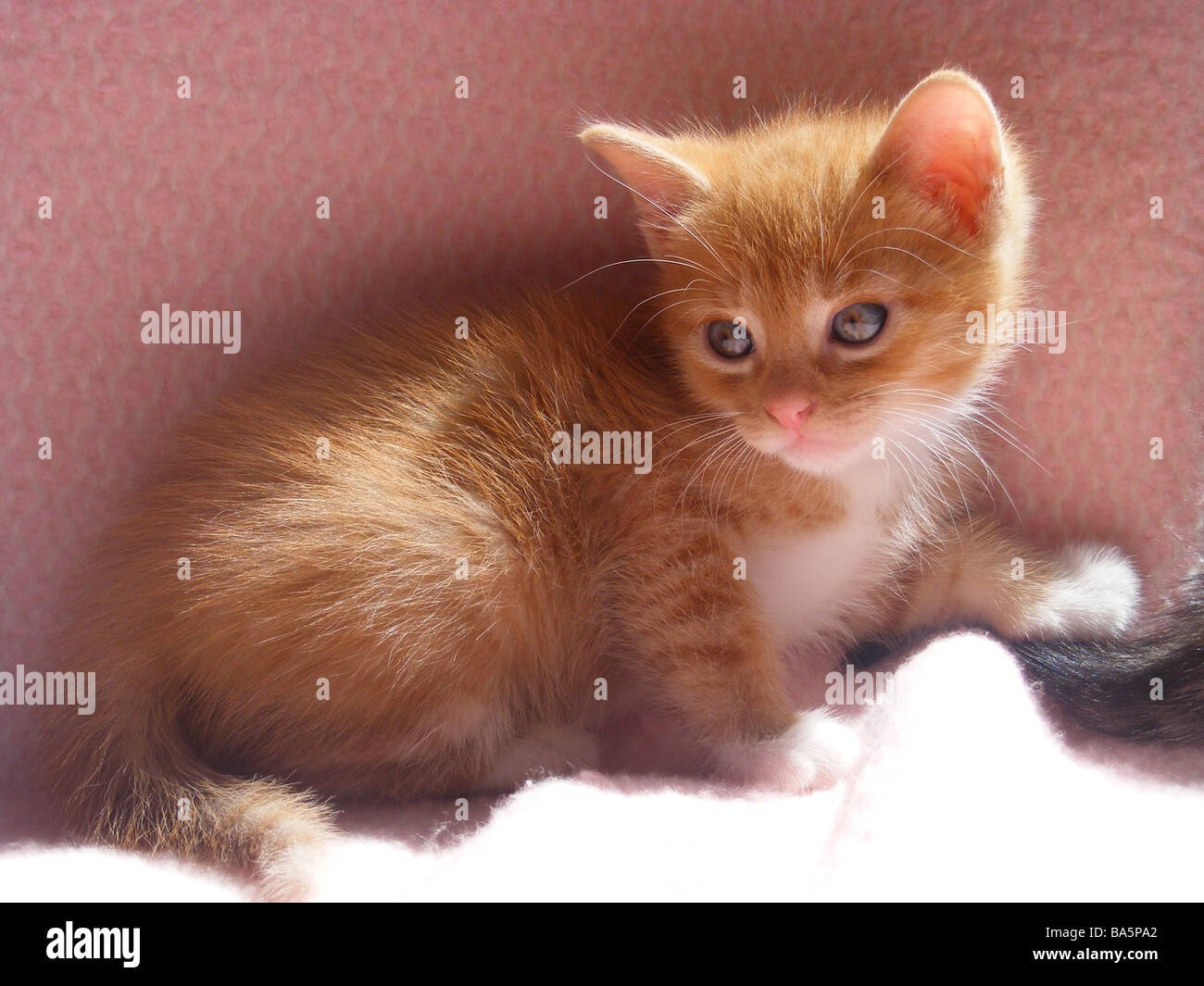 Ginger kitten hi-res stock photography and images - Alamy