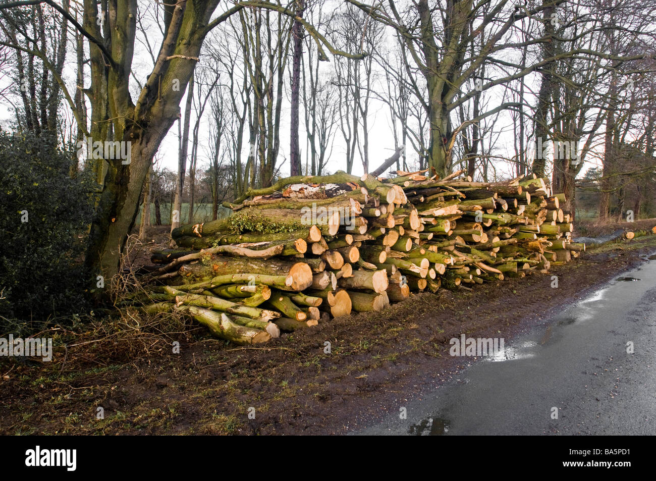 Stacked tree trunks ready for removal during a tree conservation ...