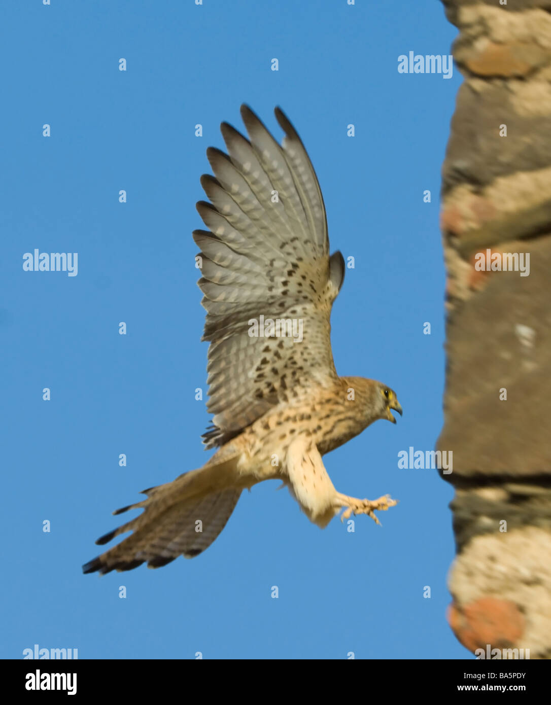 Lesser Kestrel coming to land in nest Falco naumanni Extremadura Spain ...
