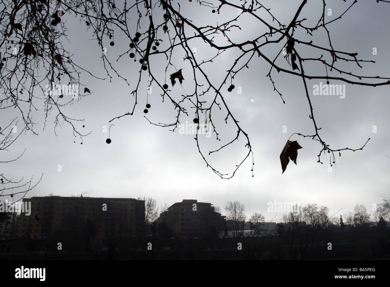 one last leaf on bare tree branches with city buildings and dark sky ...