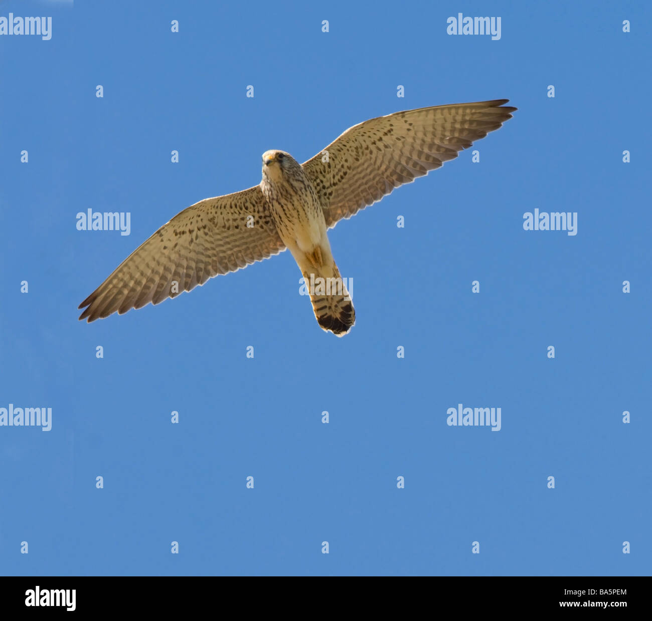 Lesser Kestrel Falco naumanni Extremadura Spain Stock Photo - Alamy