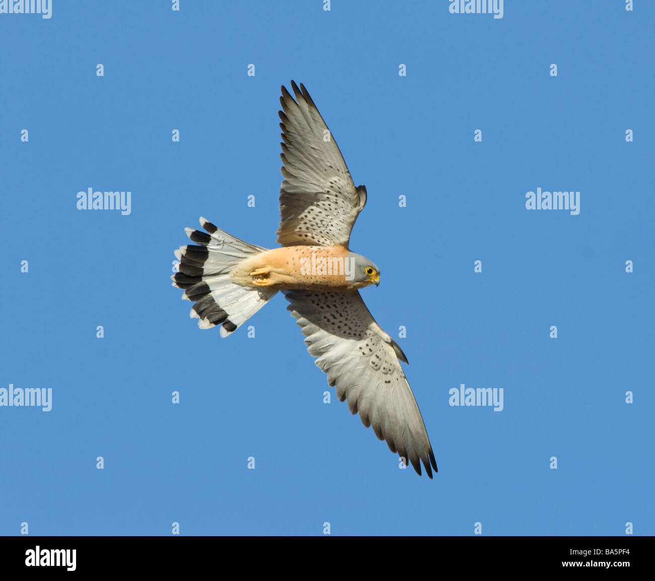 Lesser Kestrel Falco naumanni Extremadura Spain Stock Photo - Alamy