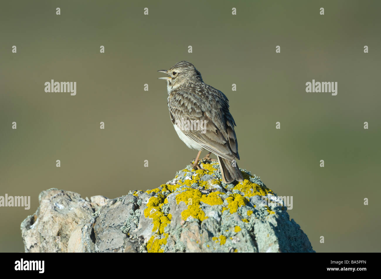 Thekla Lark singing Galerida theklae Extremadura Spain Stock Photo - Alamy