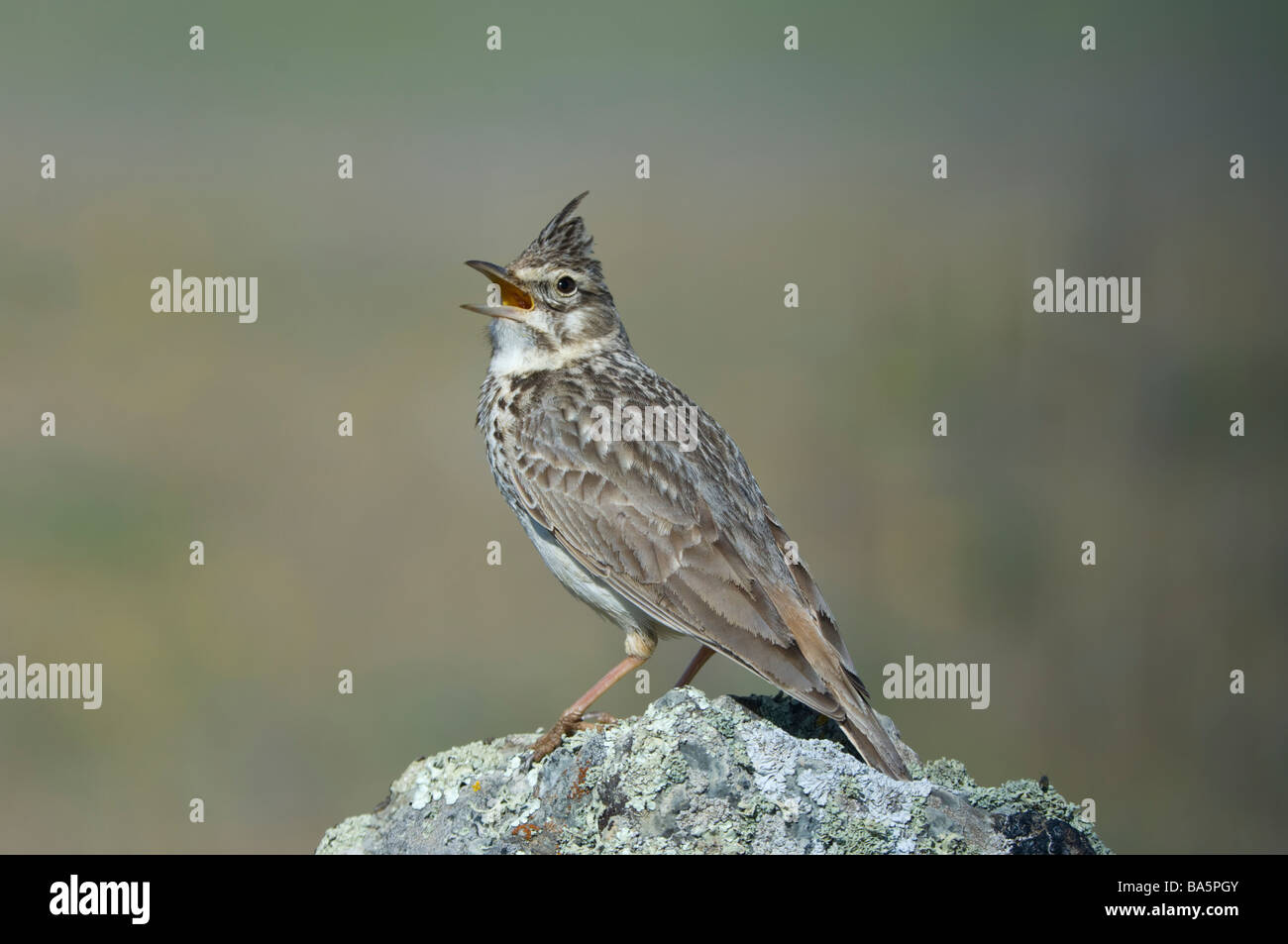 Thekla Lark singing Galerida theklae Extremadura Spain Stock Photo - Alamy