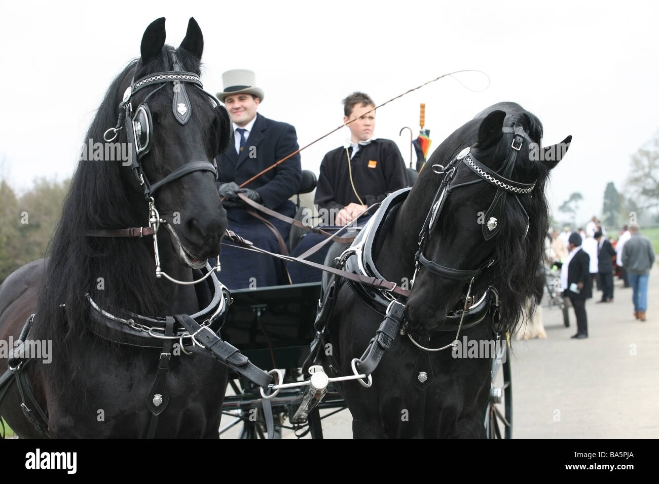 Black horse stallion pulling carriage hi-res stock photography and ...
