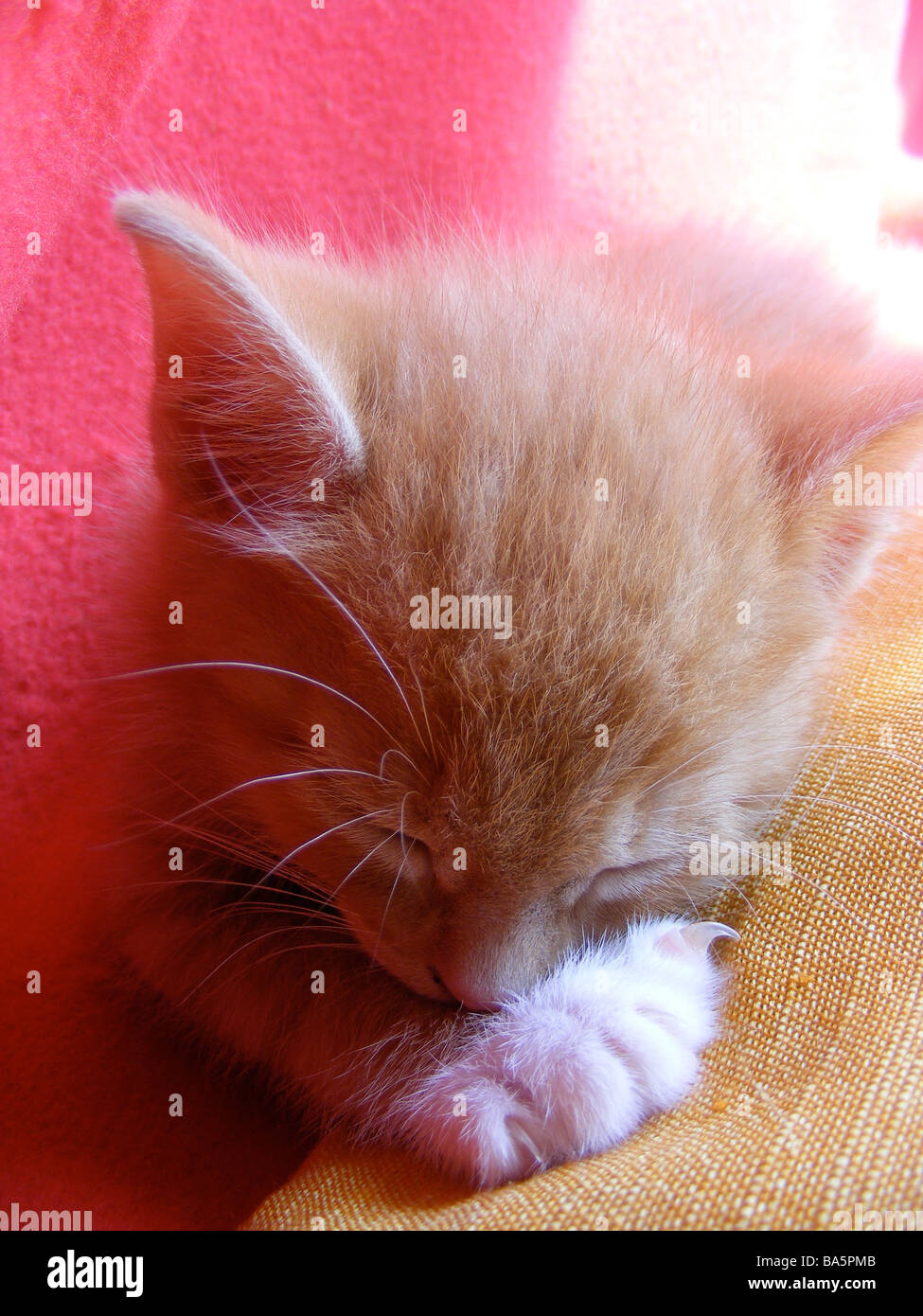 Ginger kitten hi-res stock photography and images - Alamy