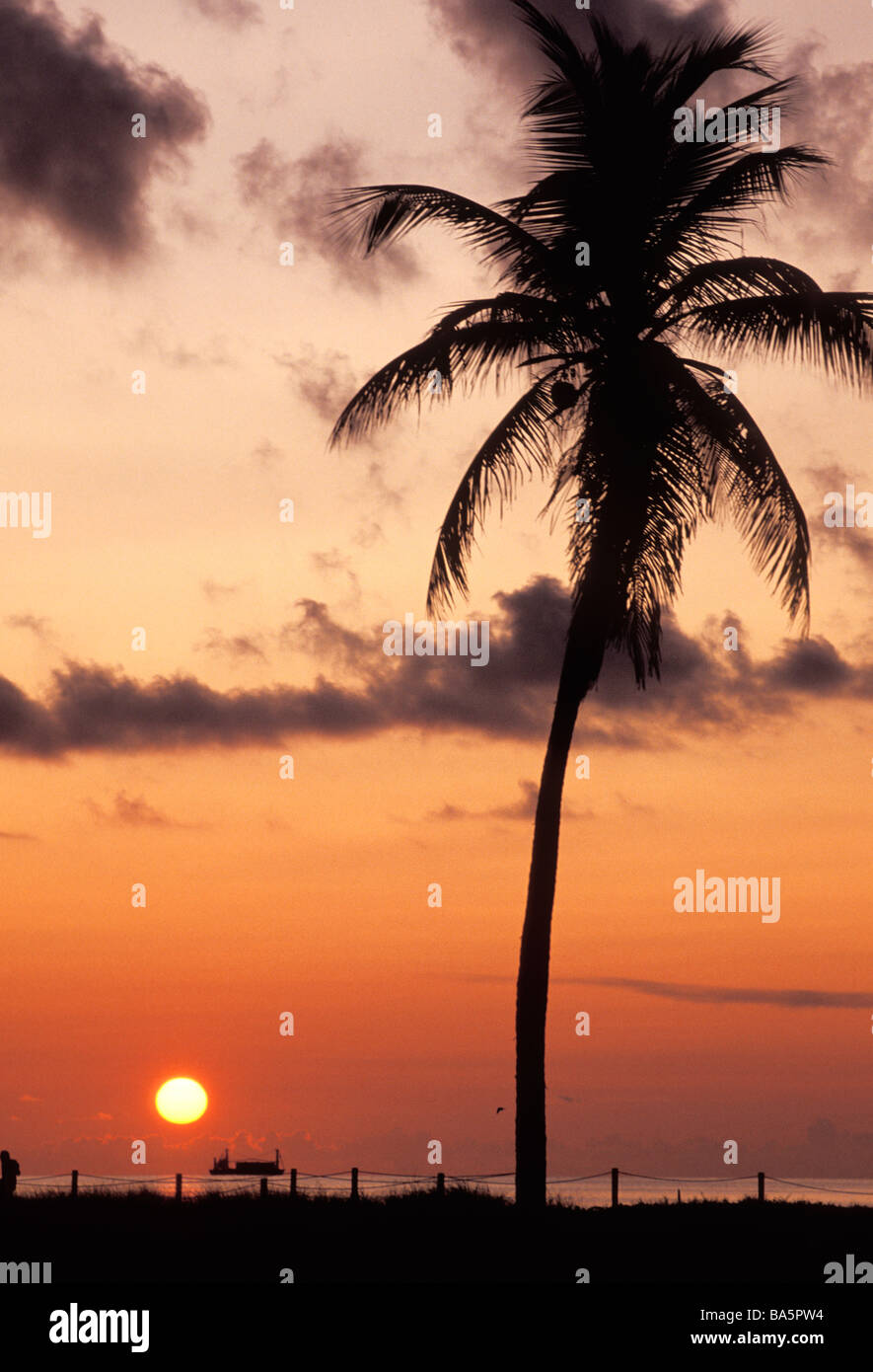 Florida Beach Palm Tree Vertical Nobody High Resolution Stock ...