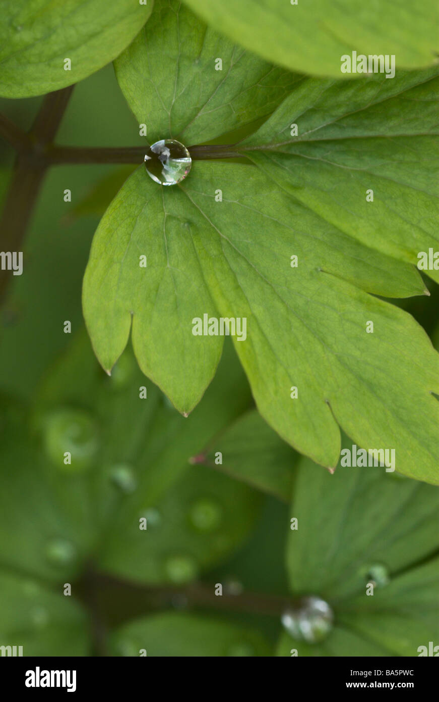 Rain drop perfection Stock Photo - Alamy