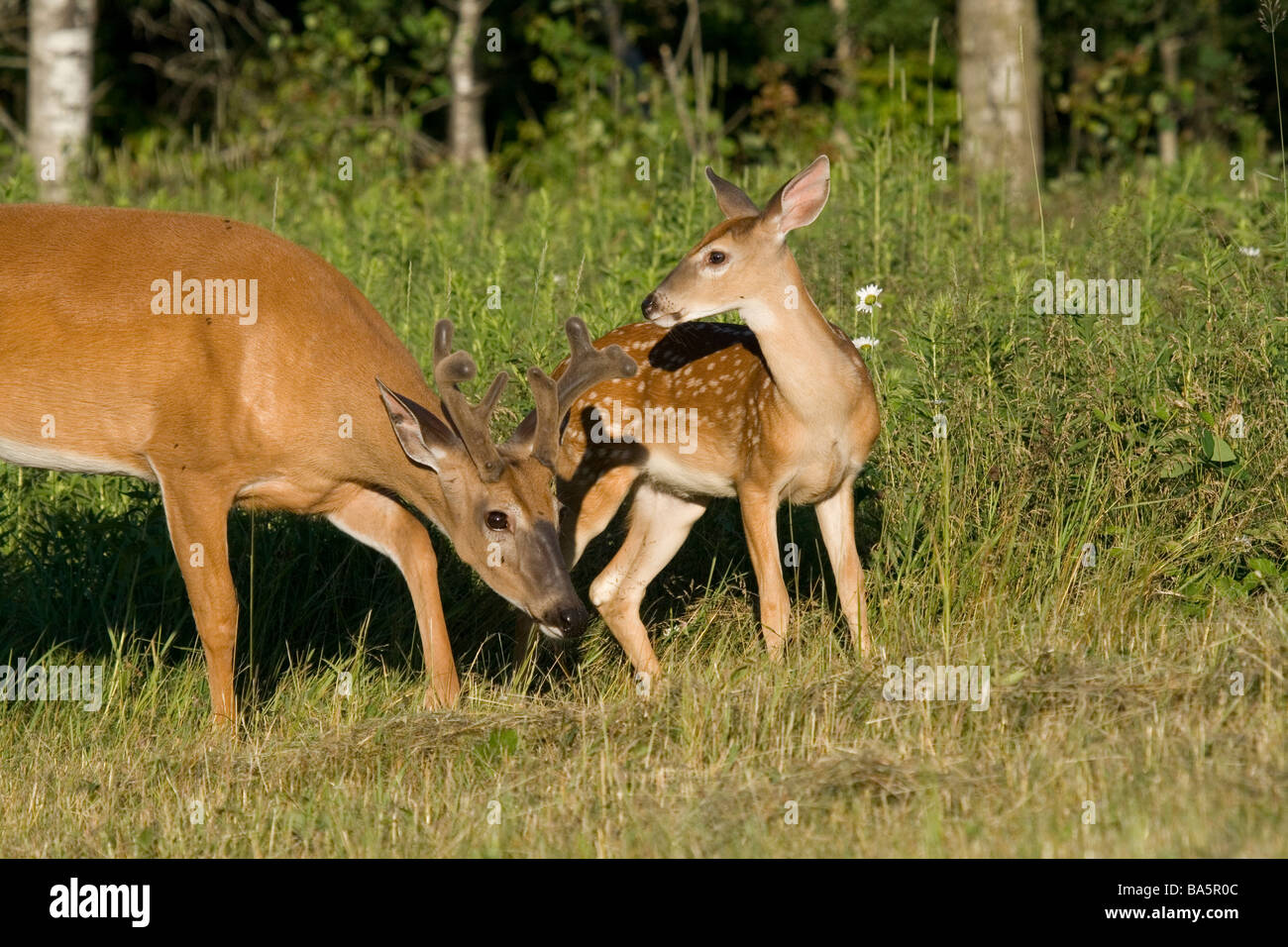 White-tailed buck and fawn Stock Photo - Alamy