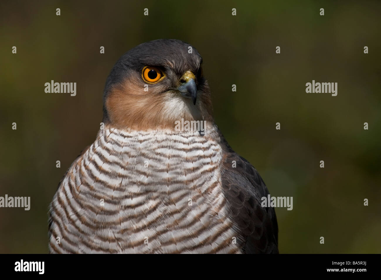Adult sparrowhawk hi-res stock photography and images - Alamy