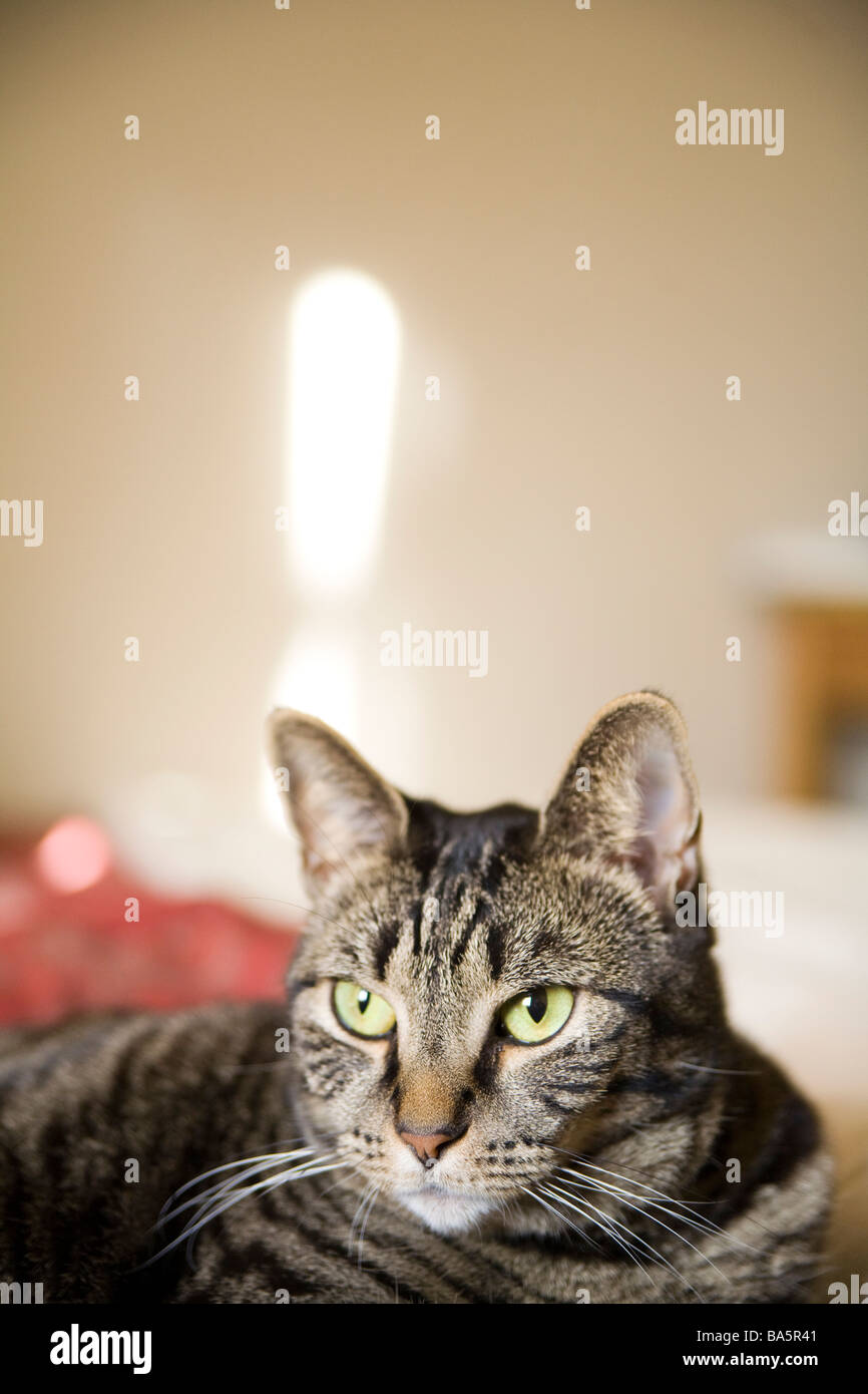 tabby cat portrait Stock Photo - Alamy