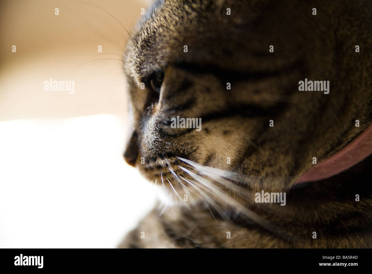 Profile tabby cat hi-res stock photography and images - Alamy