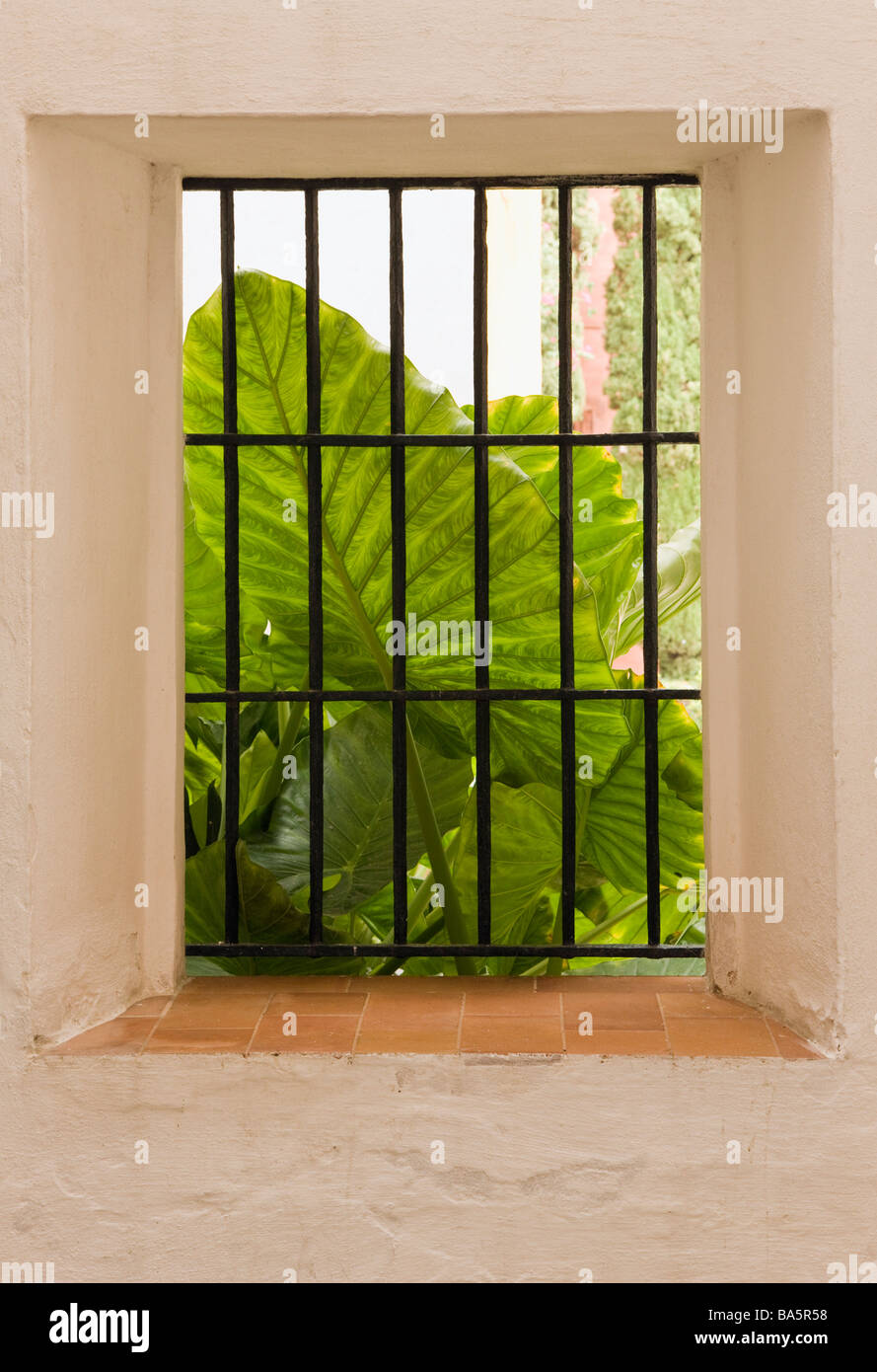 Alcázar of Seville, Seville Province, Spain; Huge green leaf seen ...