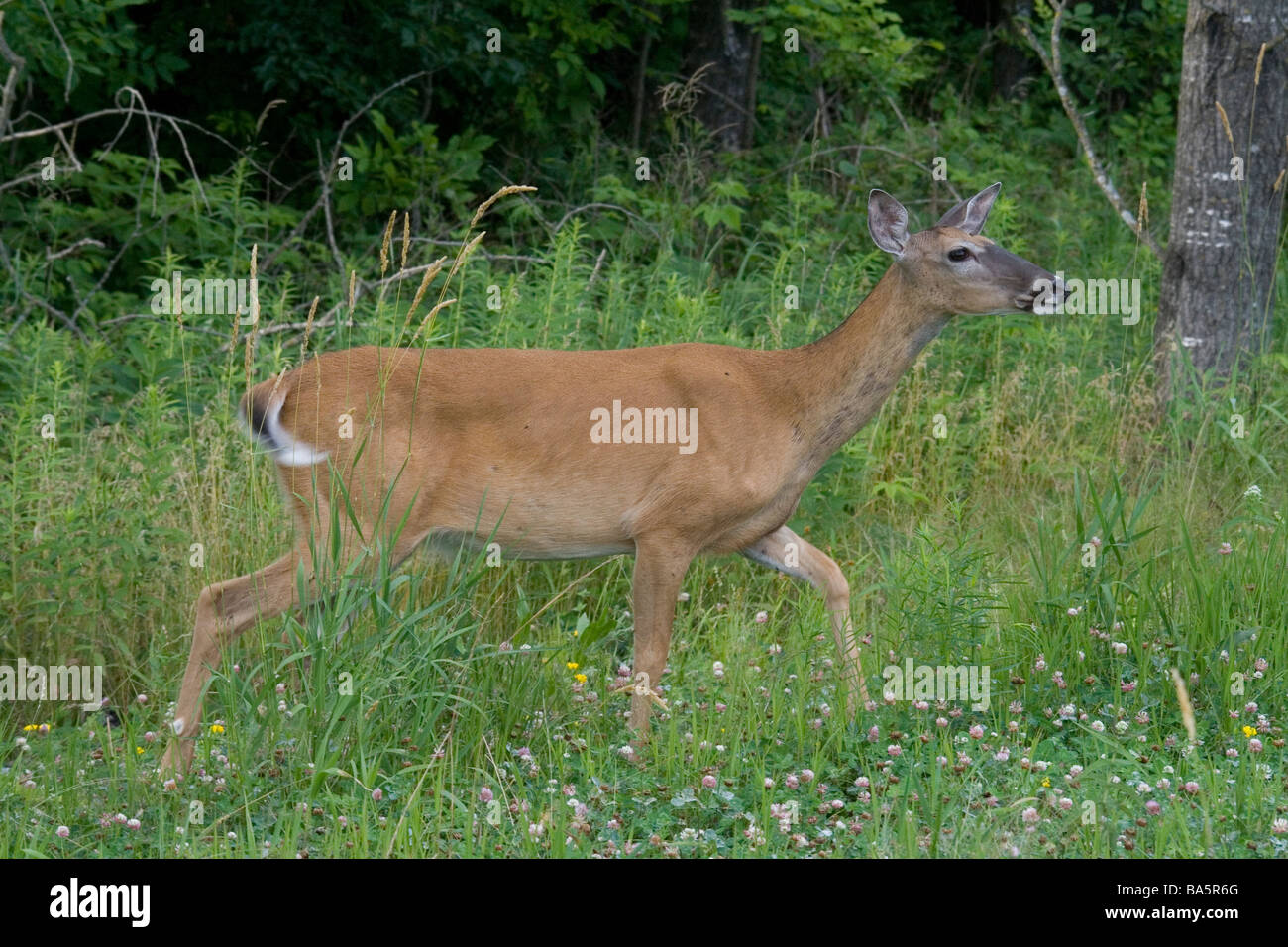 White-tailed doe walking in a summer field Stock Photo - Alamy