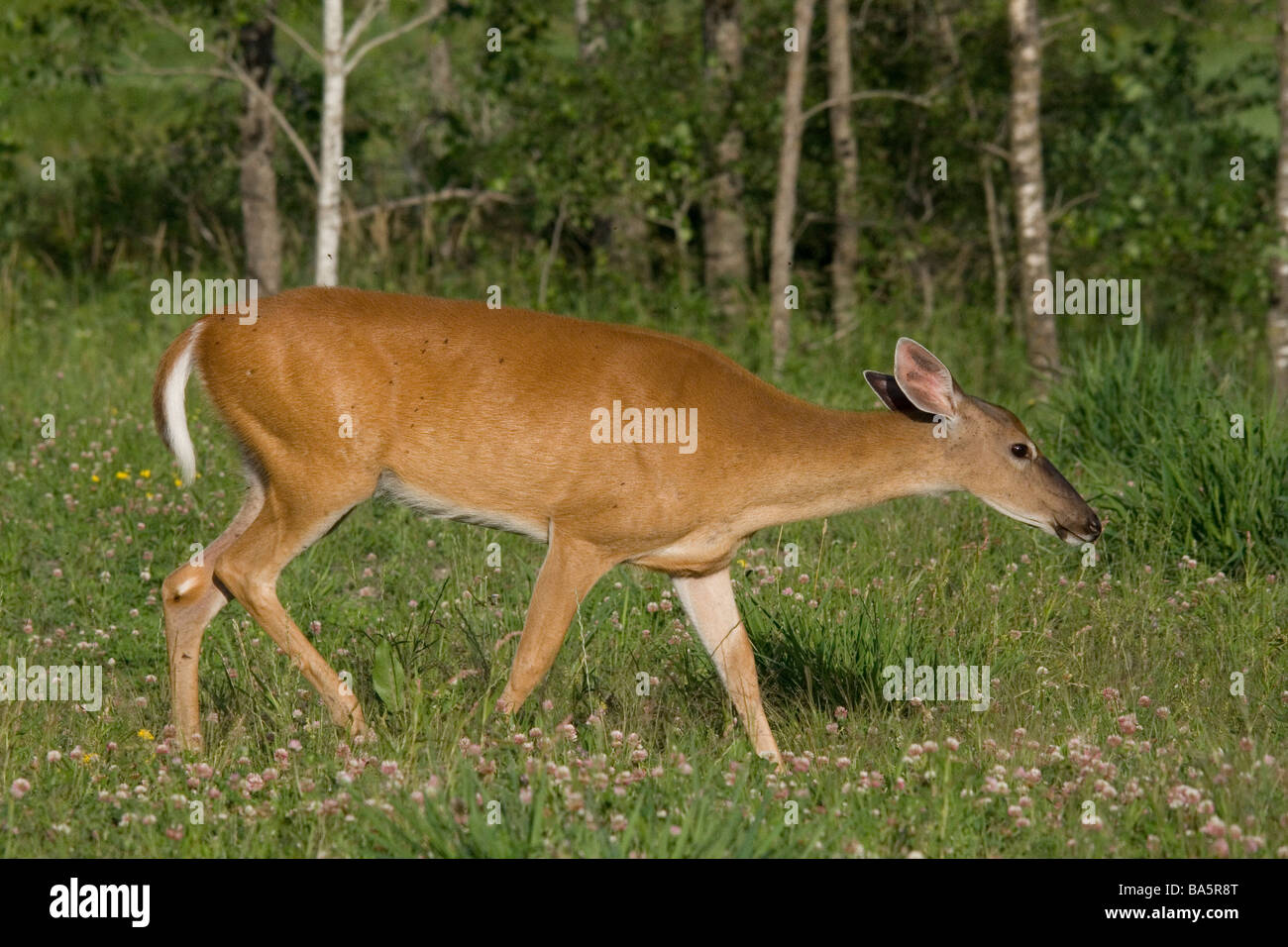 White tail deer doe walking hi-res stock photography and images - Alamy