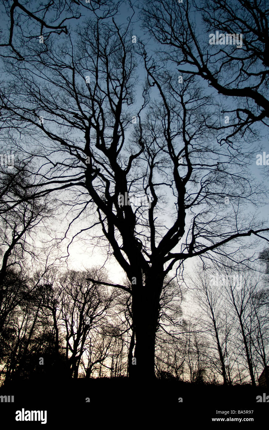 Ash tree silhouette hi-res stock photography and images - Alamy