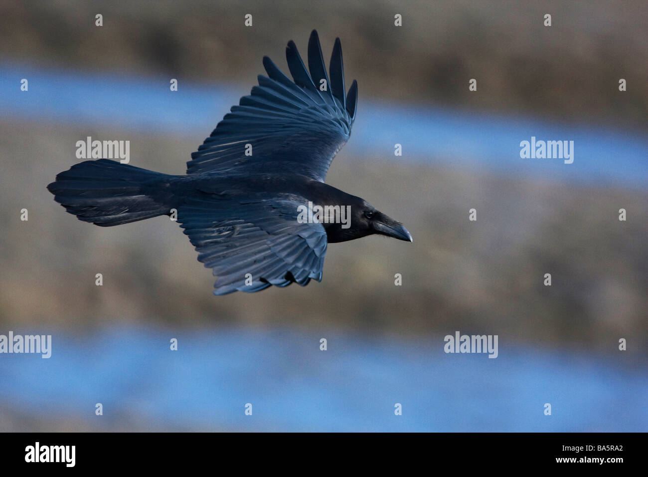 A (common) Raven is flying over Point Reyes National Seashore at ...