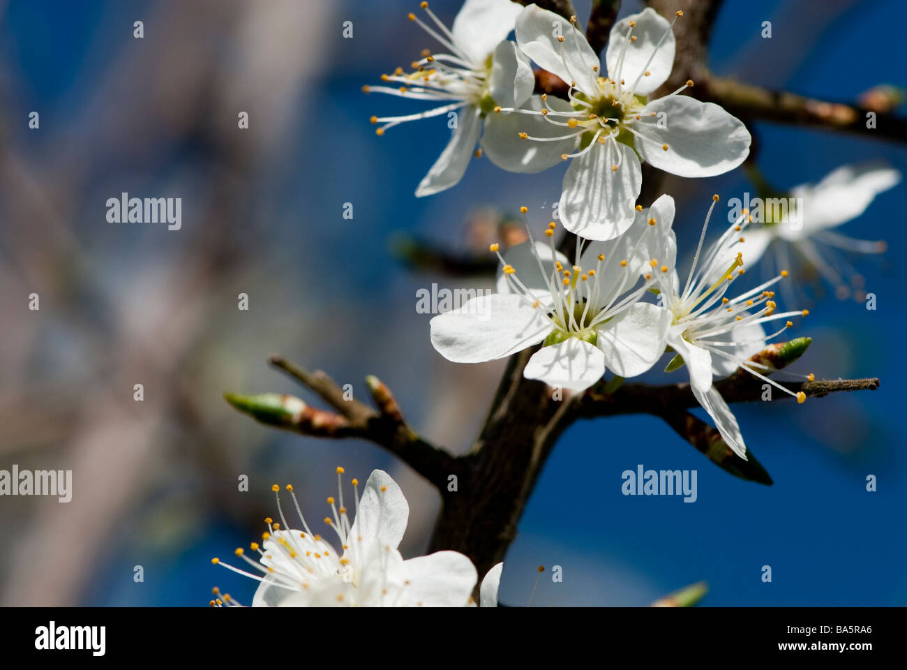 Cherry Rees High Resolution Stock Photography and Images - Alamy