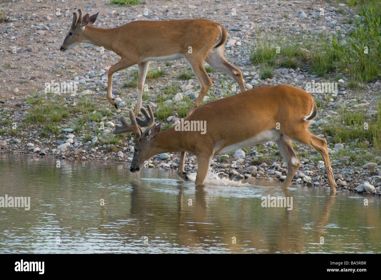 Deer Drinking Water From Stream