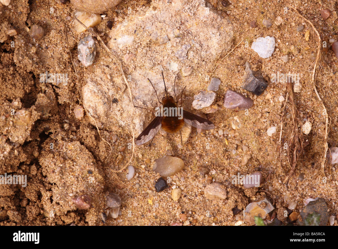 Sand fly hi-res stock photography and images - Alamy