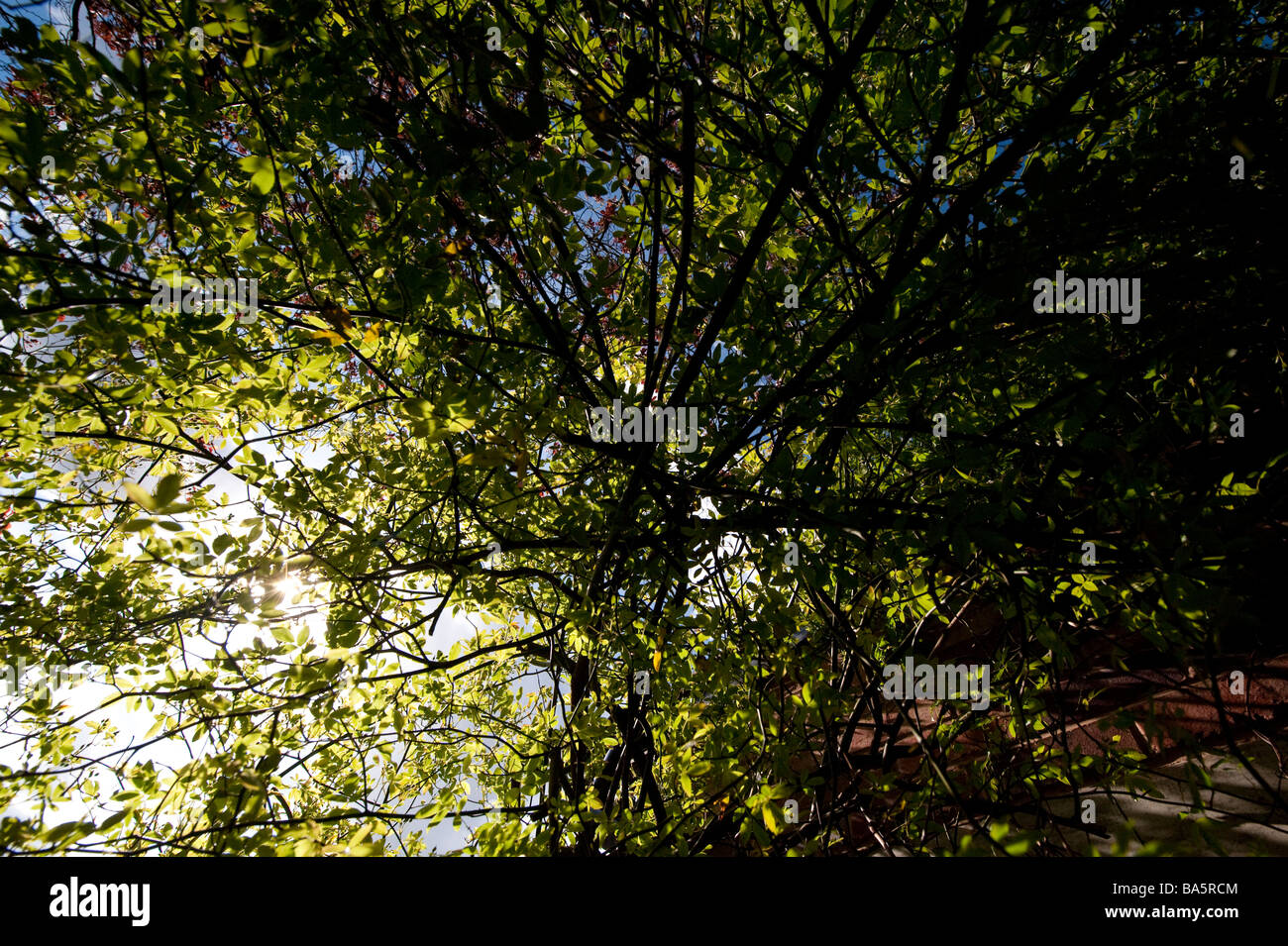Shining bush hi-res stock photography and images - Alamy
