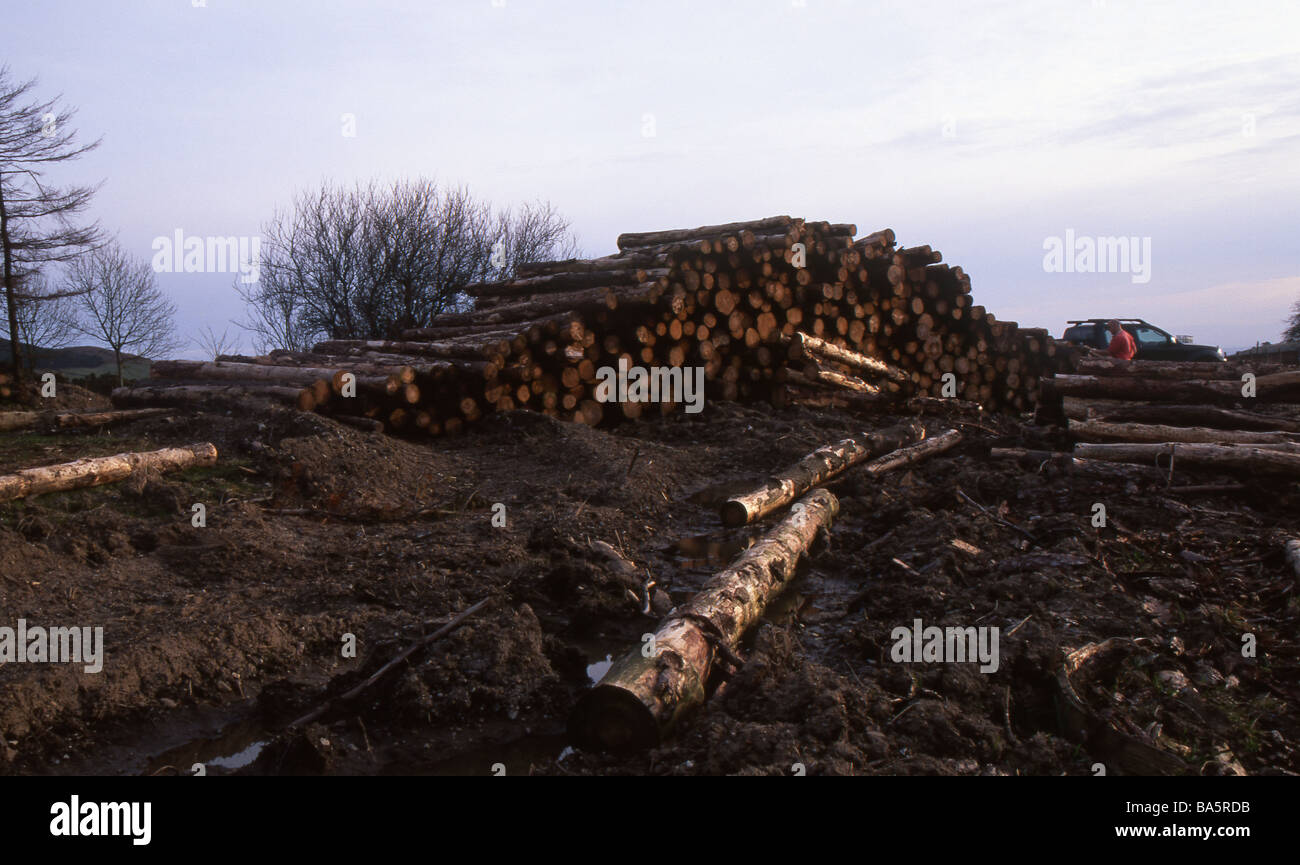 a pile of logs Stock Photo - Alamy