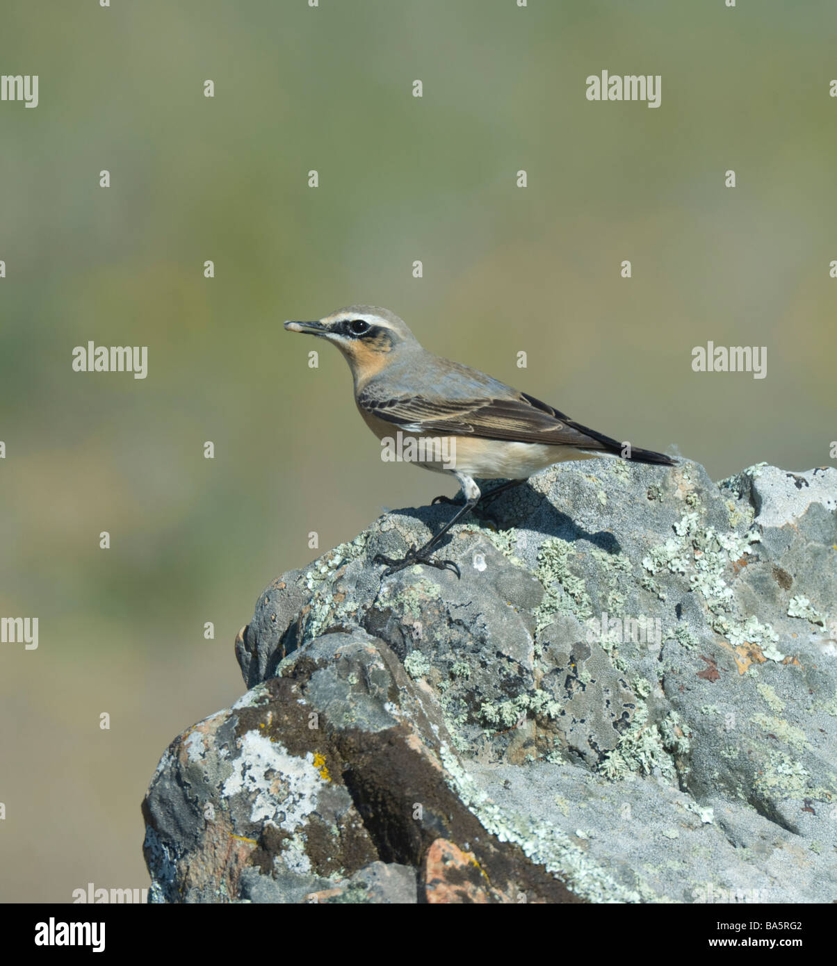 Birds of extremadura hi-res stock photography and images - Alamy