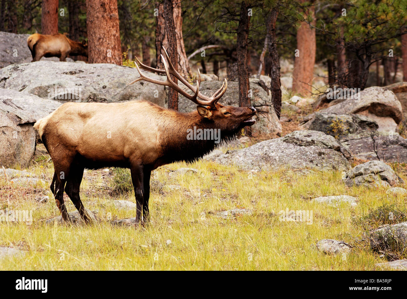 a bull elk bugling during the rut in Rocky Mountain National Park Stock ...