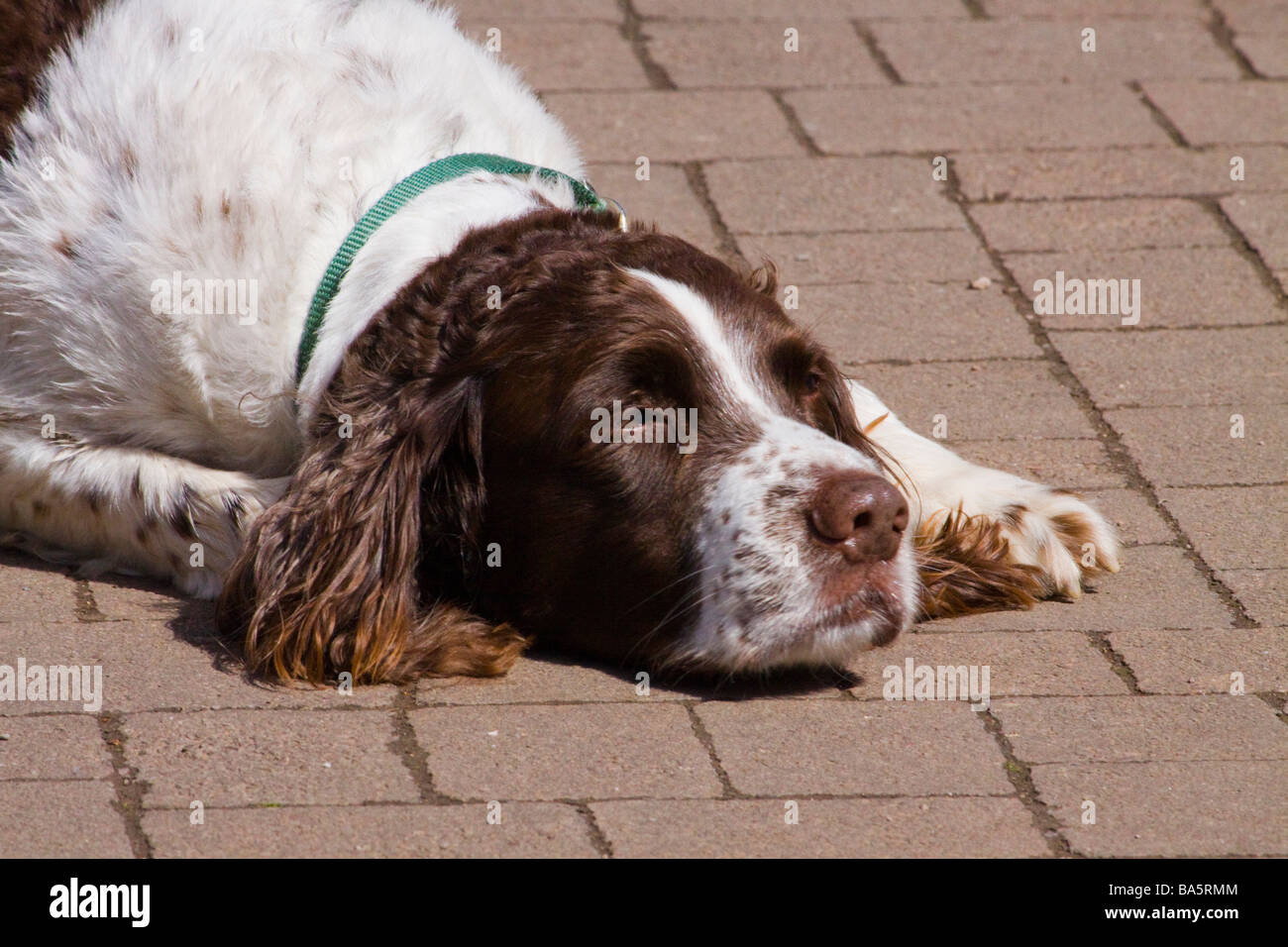 Sleeping Springer Spaniel Stock Photo - Alamy