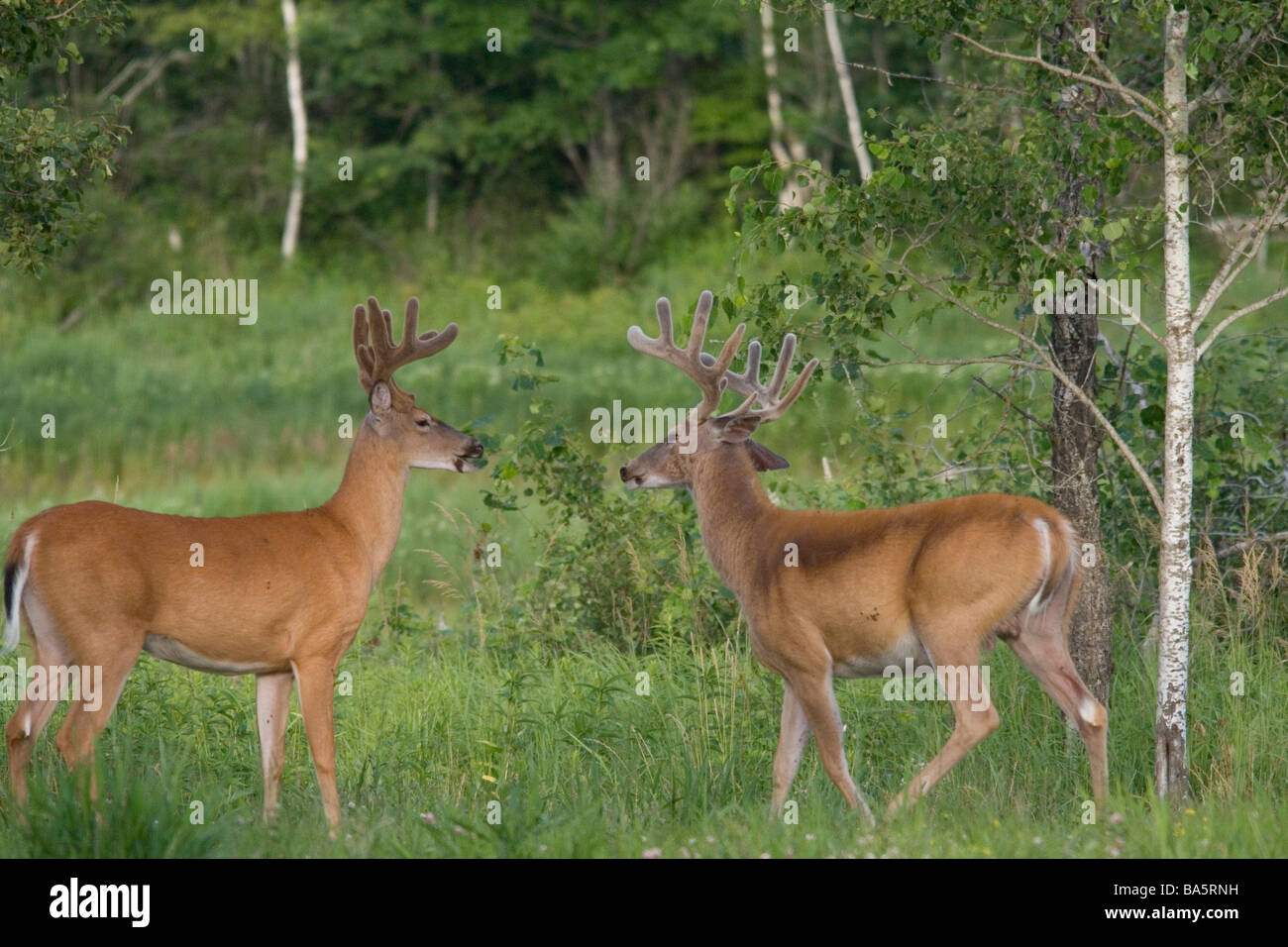 White-tailed bucks in velvet Stock Photo - Alamy