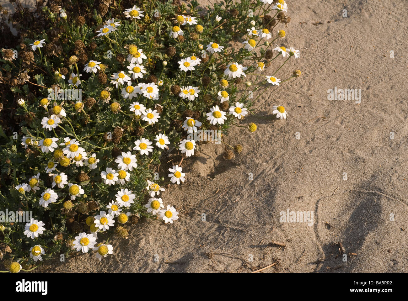 Maritime anthemis camomille Anthemis maritima, Asteraceae, masses on ...