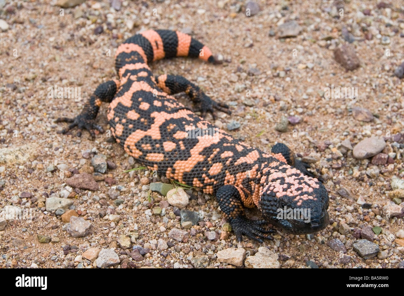 Gila Monsters High Resolution Stock Photography and Images - Alamy