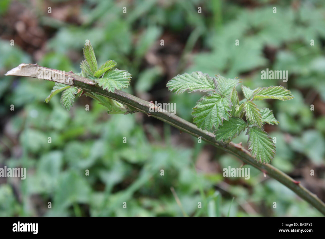 Prickly bramble plant hi-res stock photography and images - Alamy