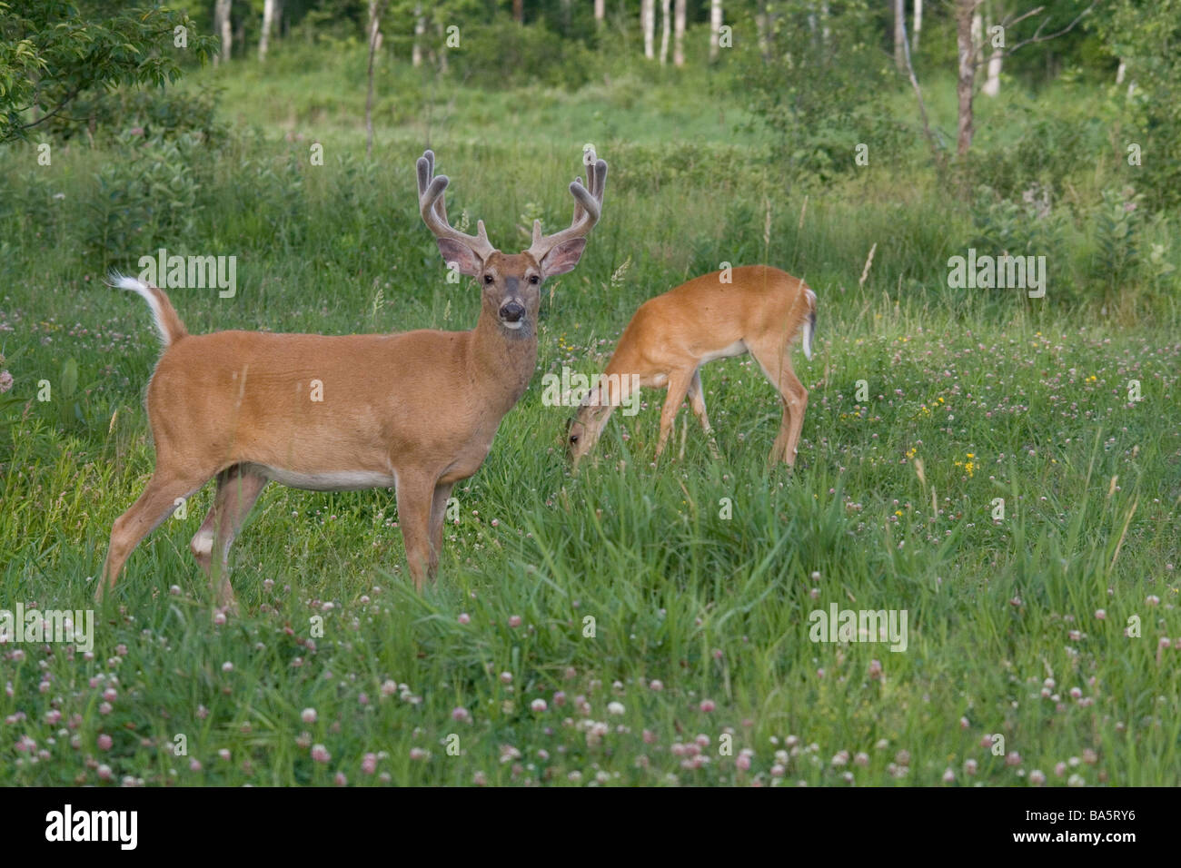 White tail deer doe and buck mating hi-res stock photography and images ...