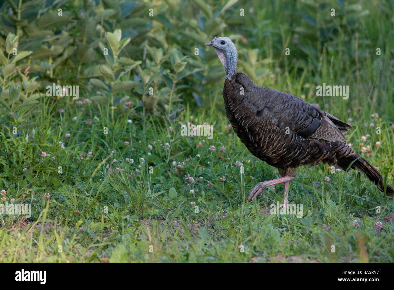 Eastern wild turkey Stock Photo - Alamy