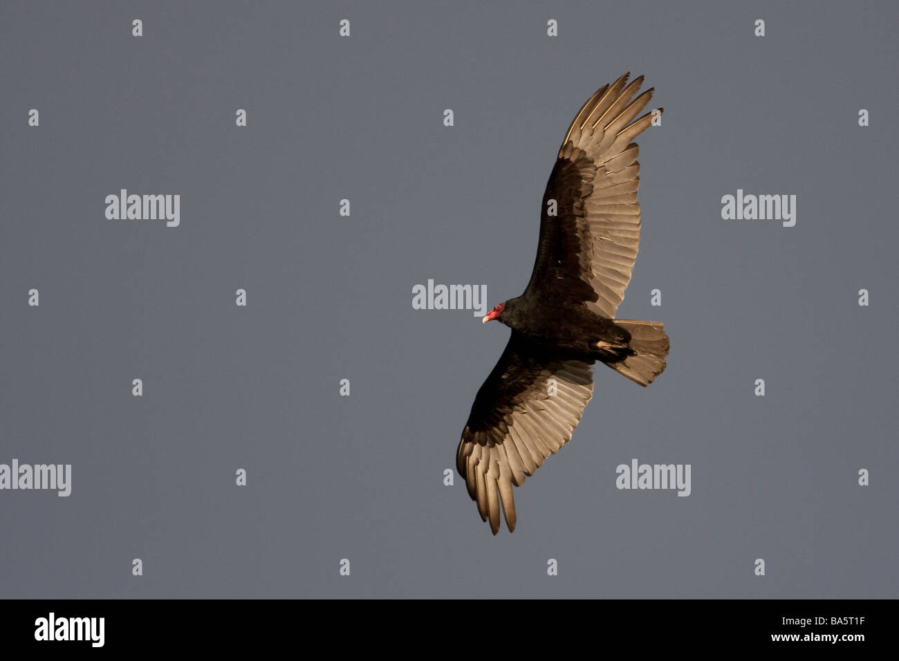 A Turkey Vulture flying over Point Reyes National Seashore, California ...