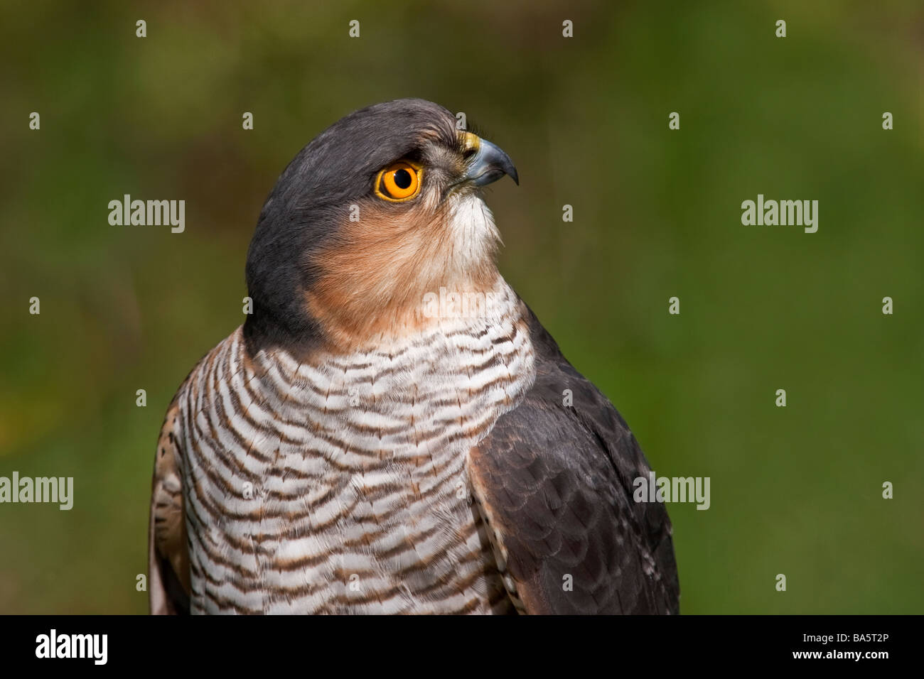Sparrowhawk hi-res stock photography and images - Alamy