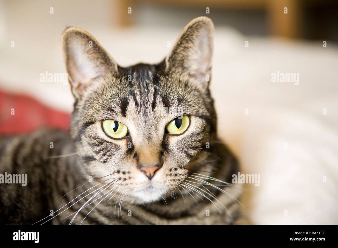 tabby cat portrait Stock Photo - Alamy