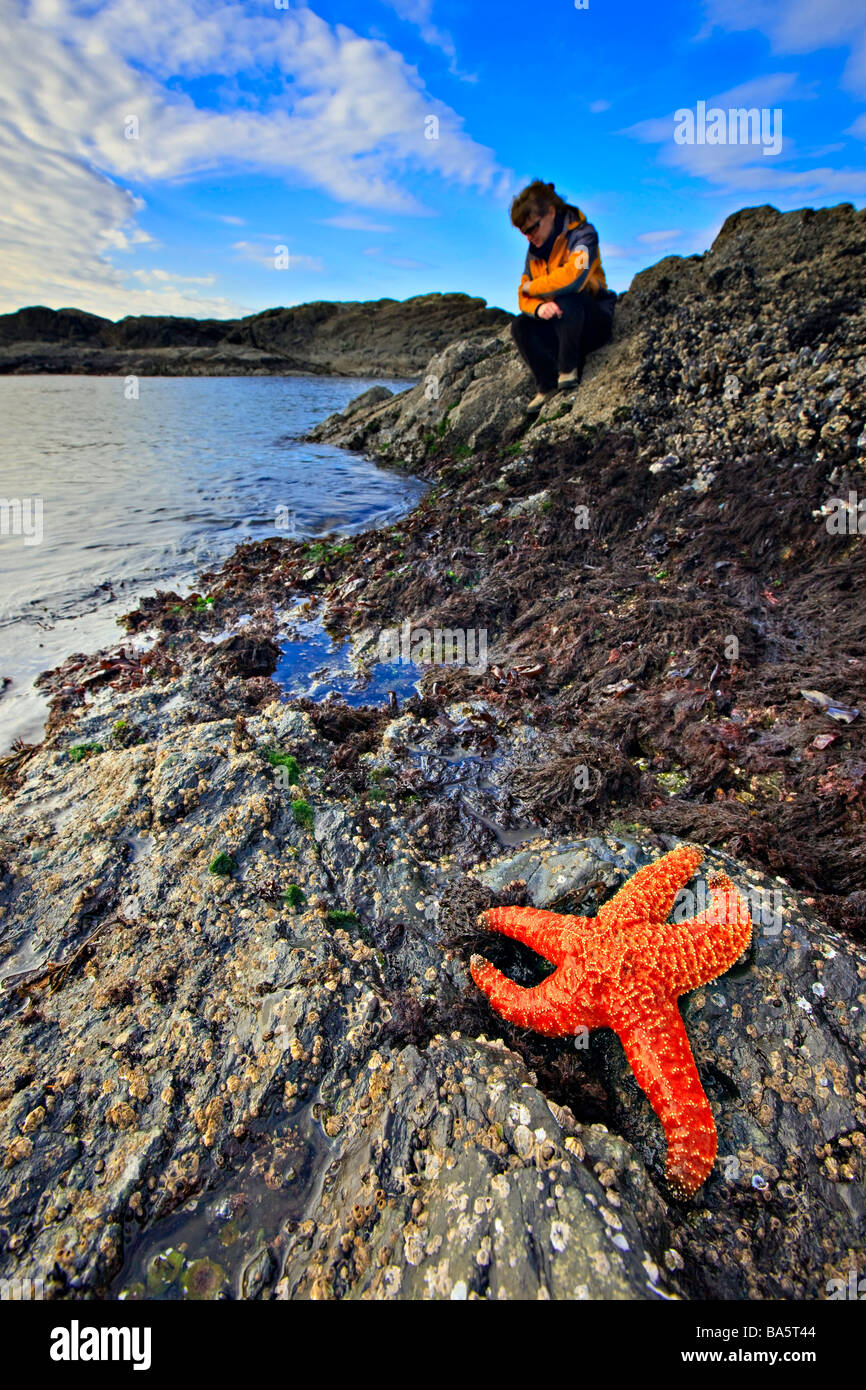 Ochre Sea Star Pisaster ochraceus on a rocky outcrop with a woman ...