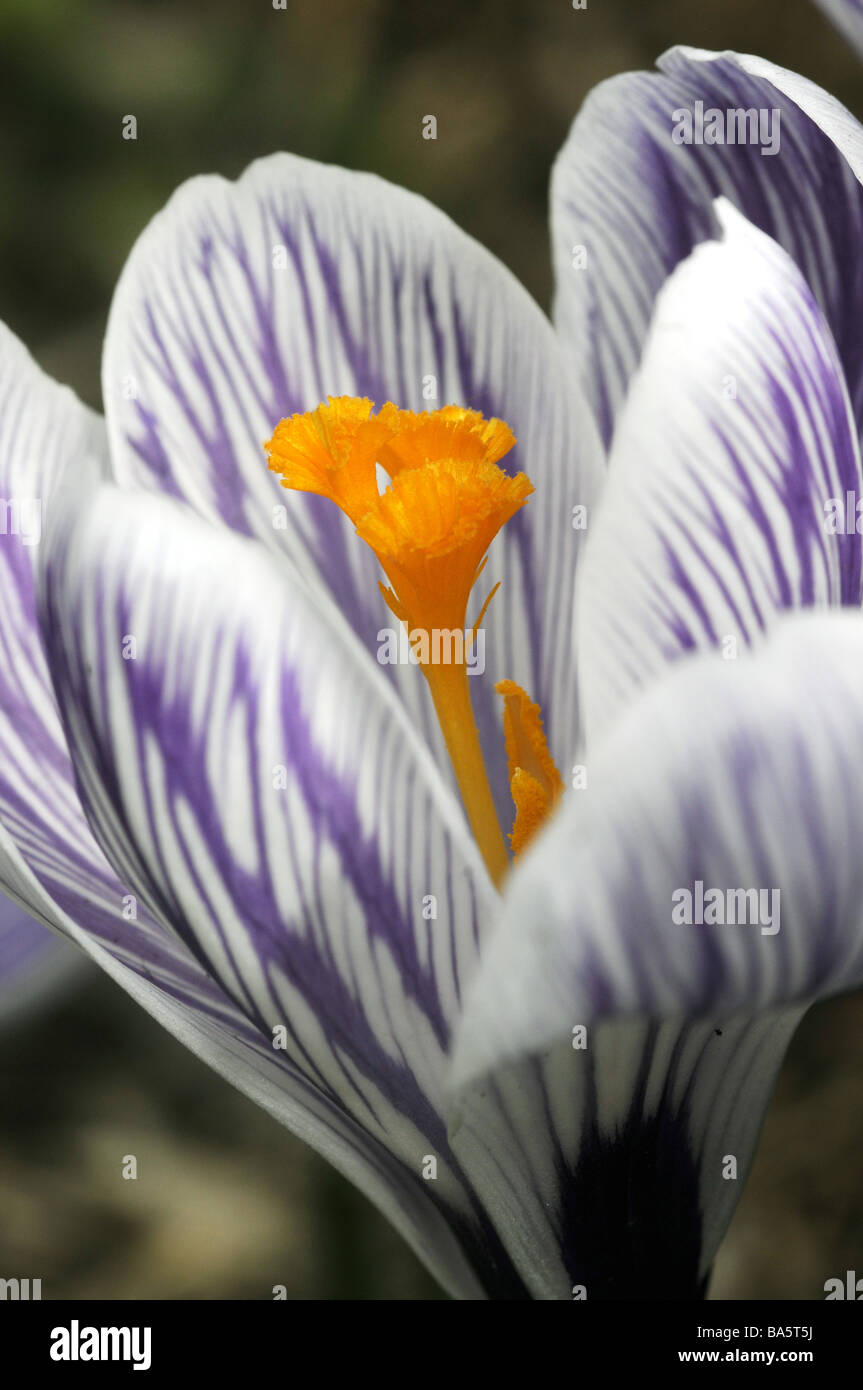 CROCUS FLOWERING IN SPRING Crocus longiflorus Scarsdale NY USA Stock ...