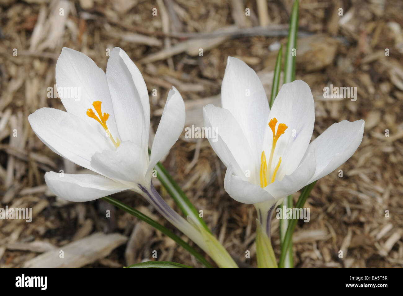 CROCUS FLOWERING IN SPRING Crocus longiflorus Scarsdale NY USA Stock ...
