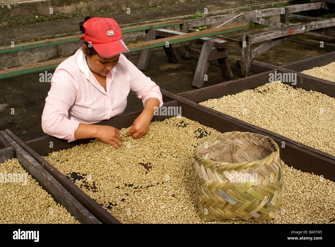 Coffee sorting beans hi-res stock photography and images - Alamy