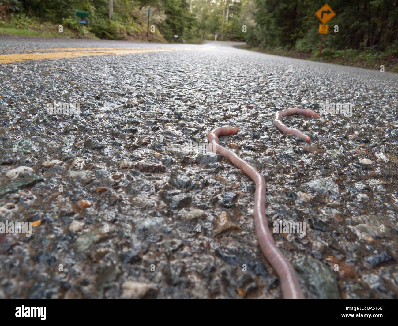 USA Washington Seabeck Worms on Road Stock Photo - Alamy