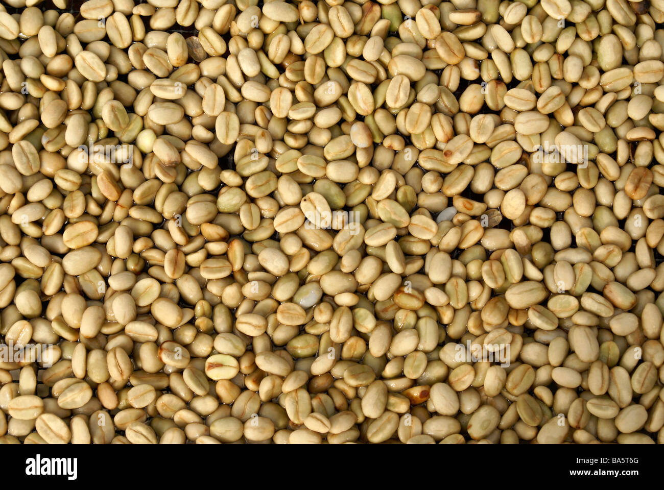 Raw coffee beans drying at the Finca Selva Negra coffee plantation near ...