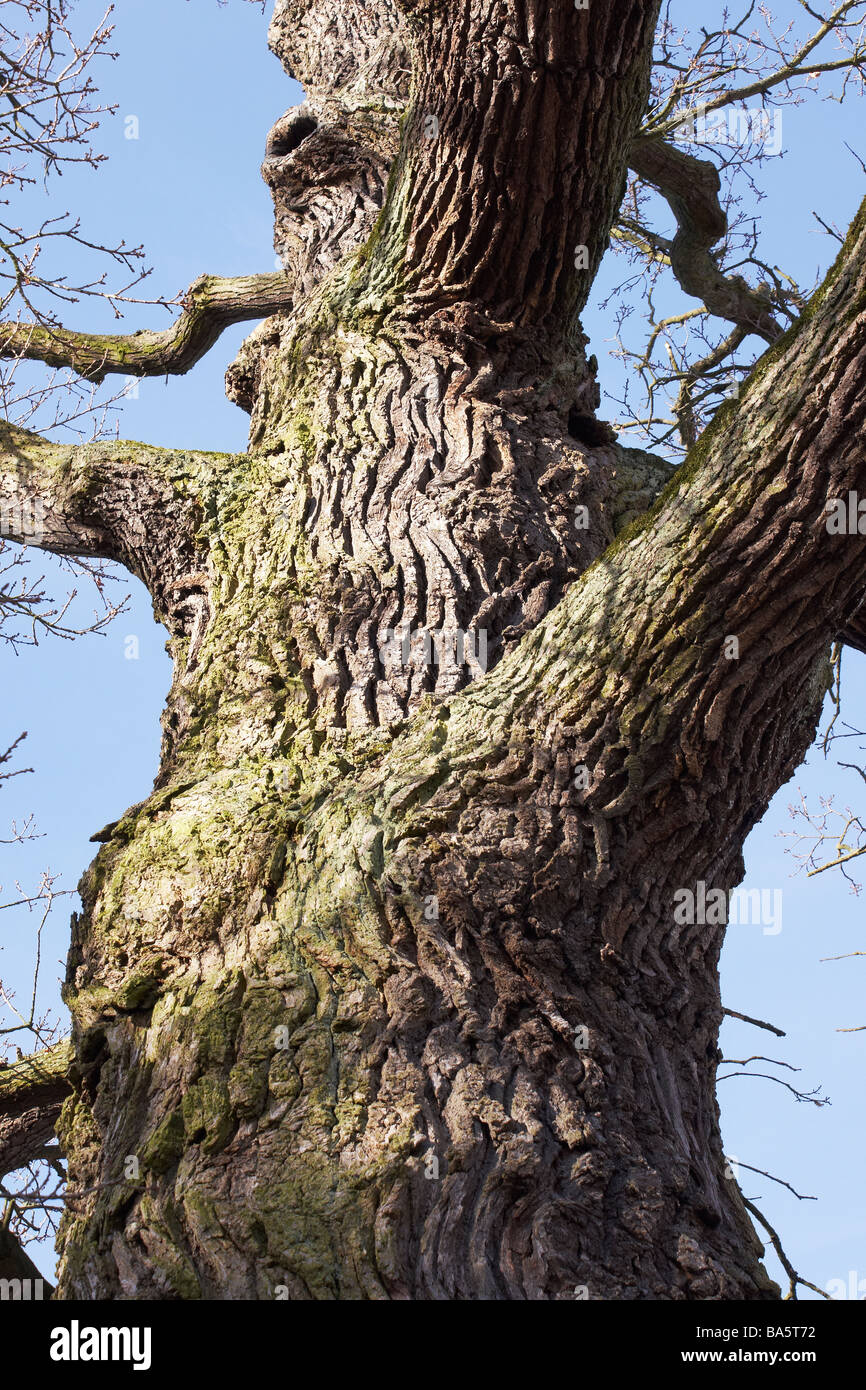 Bark of an old oak tree Stock Photo - Alamy