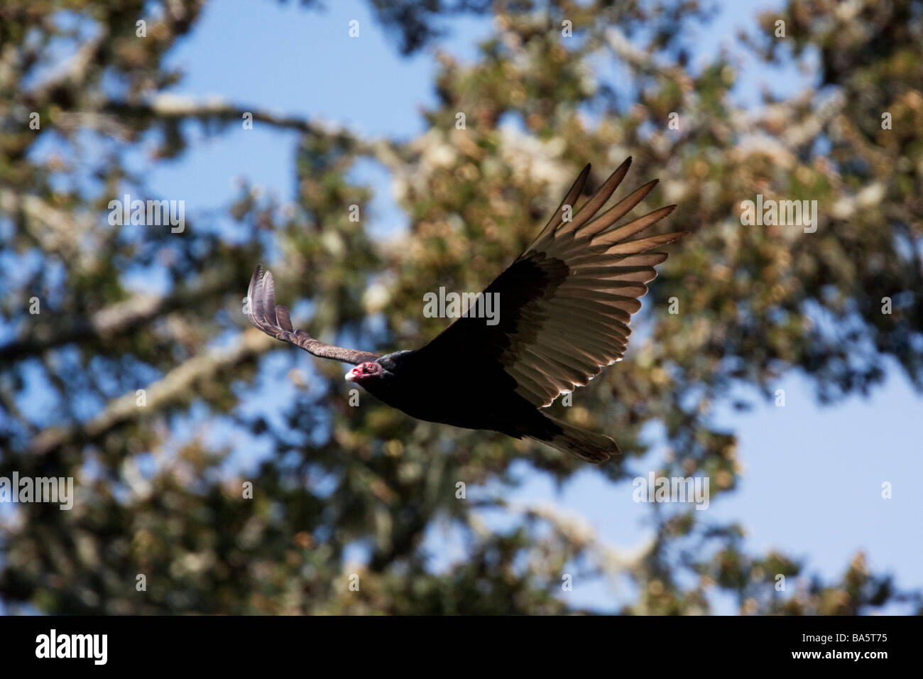 A Turkey Vulture flying over Point Reyes National Seashore, California ...