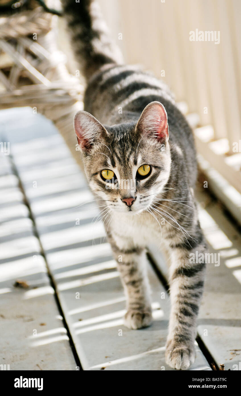 A generic gray tabby cat Stock Photo - Alamy