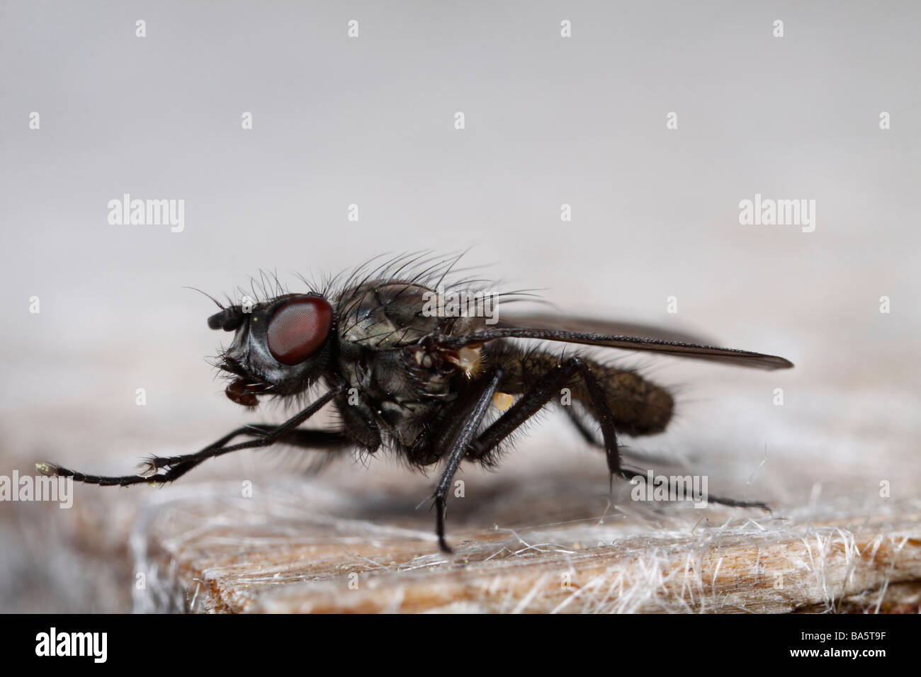 Insect true fly hi-res stock photography and images - Alamy