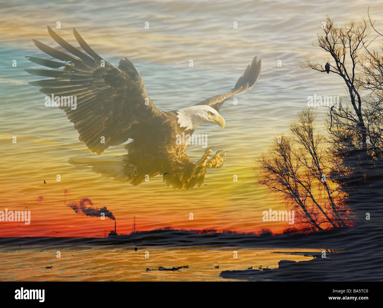 A Bald Eagle soars over the Mississippi River at sunset Stock Photo - Alamy